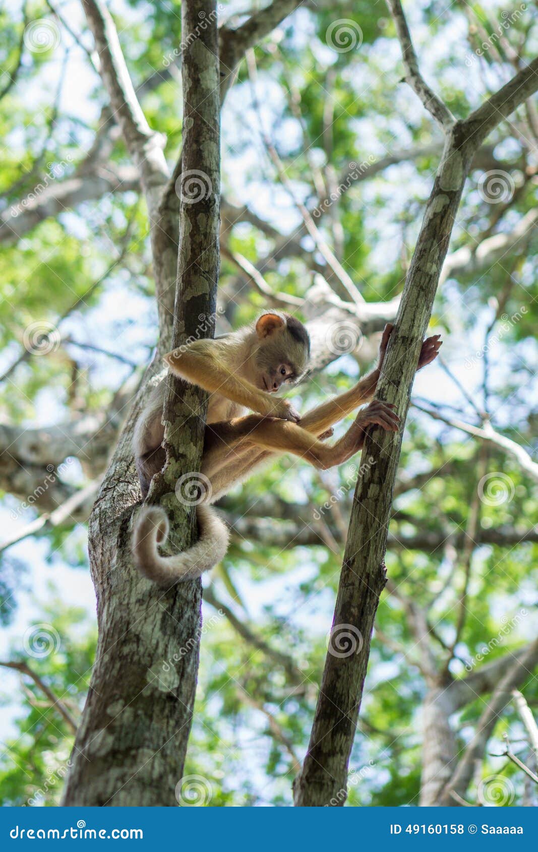 Kleiner Affe Auf Baum in Amazonas-Wald Stockfoto - Bild von baum ...