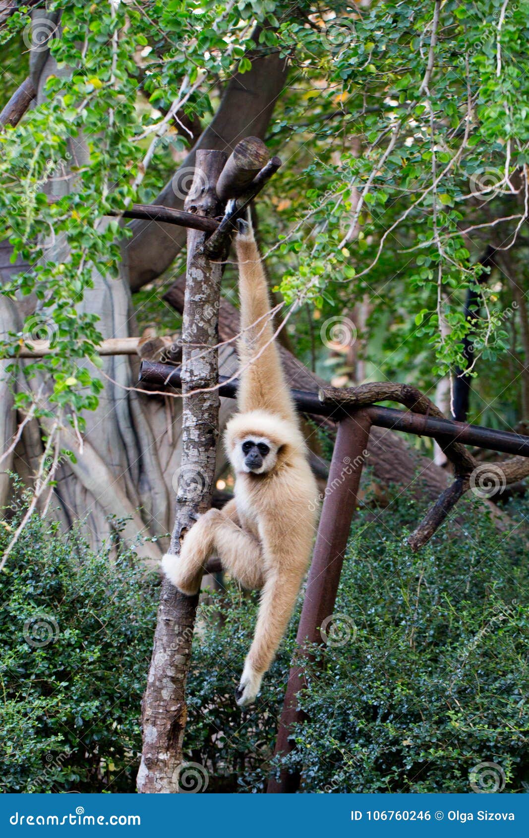 Kleiner Affe, Der am Baum Hängt Stockfoto - Bild von gesicht, nahrung ...