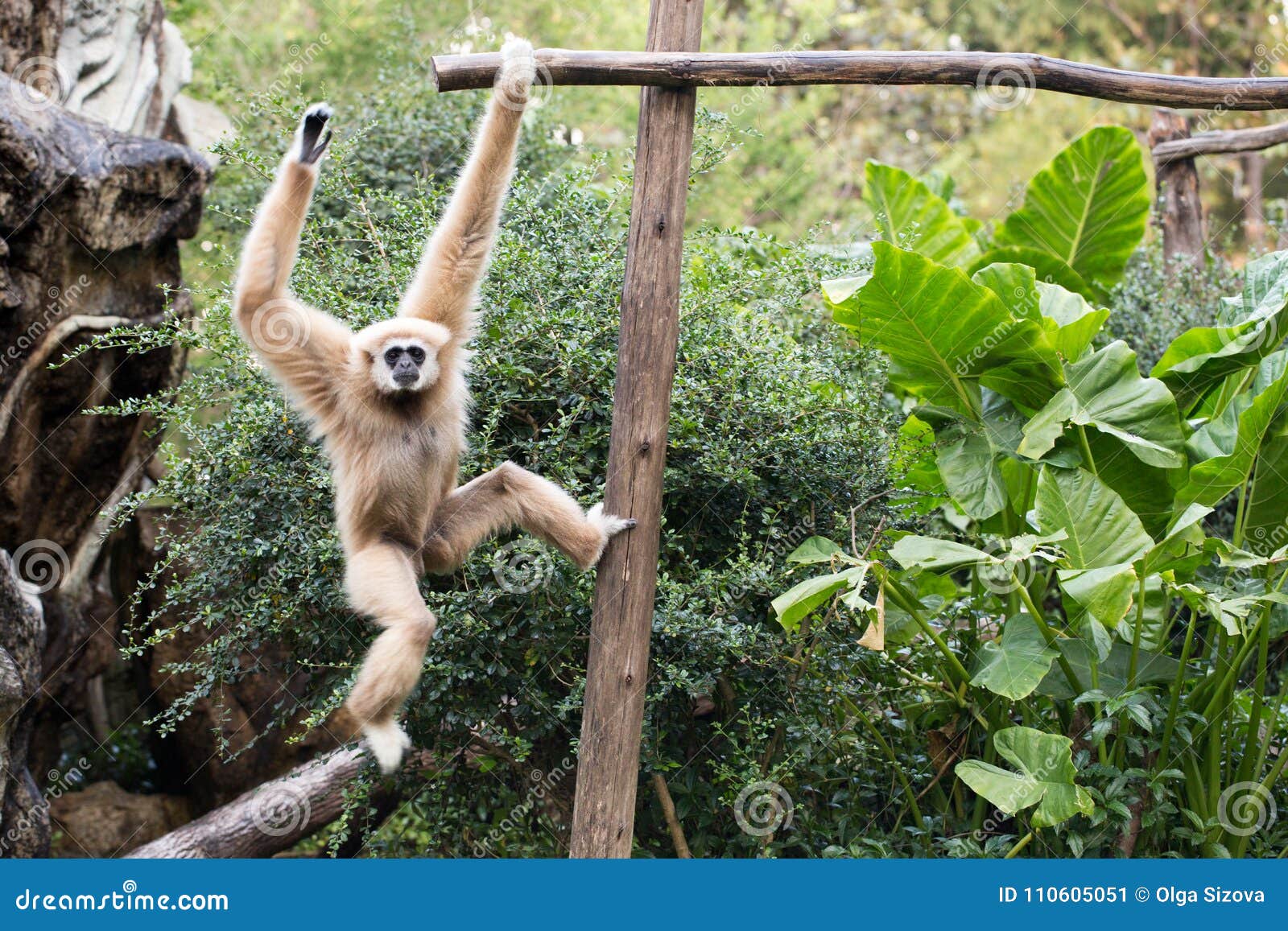 Kleiner Affe, Der am Baum Hängt Stockbild - Bild von schätzchen, braun ...