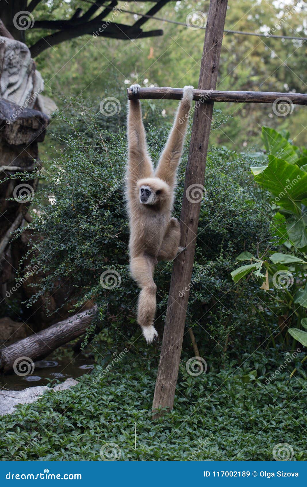 Kleiner Affe, Der am Baum Hängt Stockbild - Bild von essen, säugetier ...