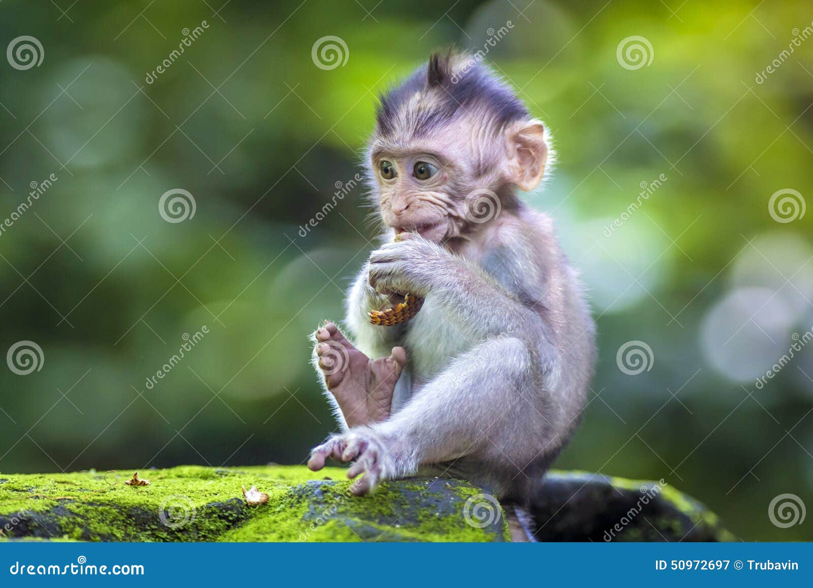 Kleiner Babyaffe stockbild. Bild von säugetier, wild - 50972697