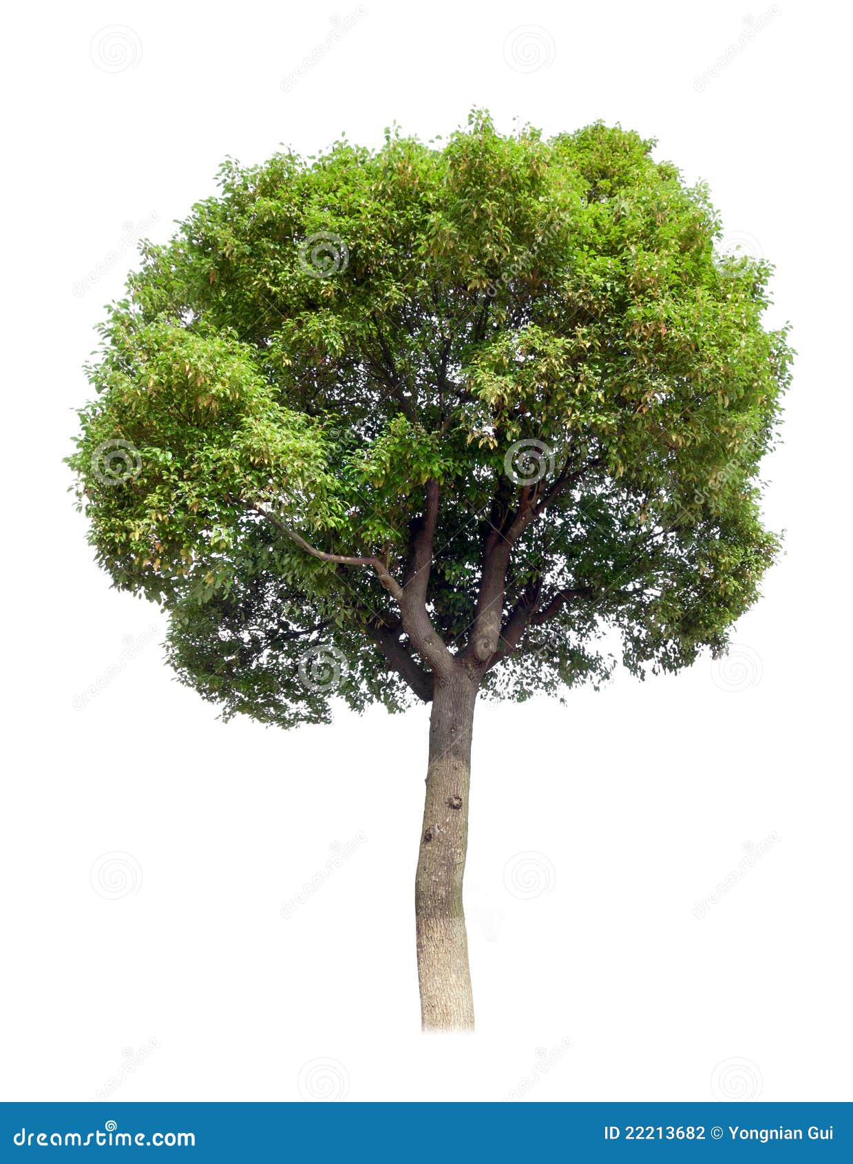 Kleiner Baum (Kampfer) stockfoto. Bild von form, hoch - 22213682