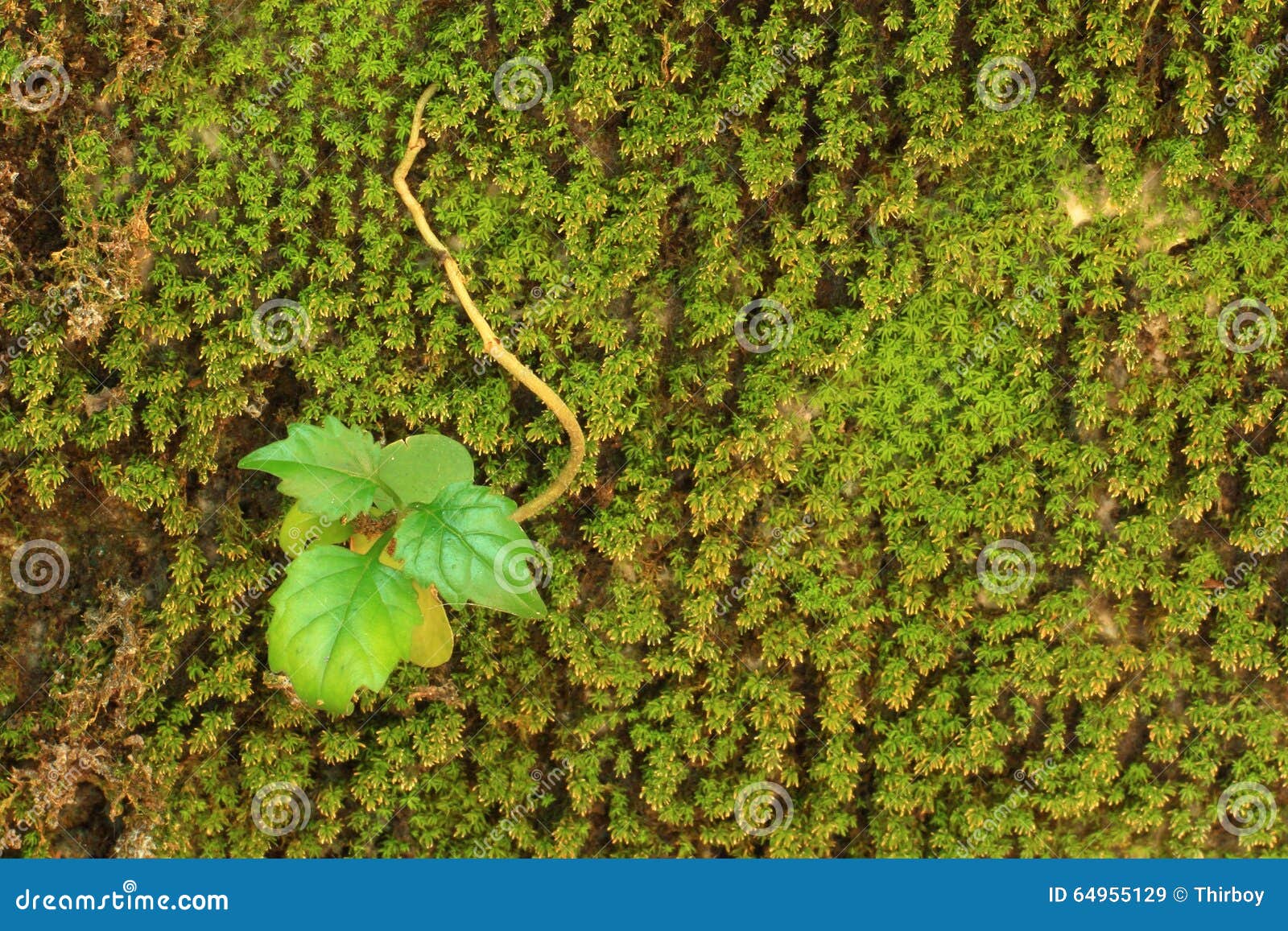 Kleiner Baum Wachsen Unter Dem Moos Stockbild - Bild von wachstum ...