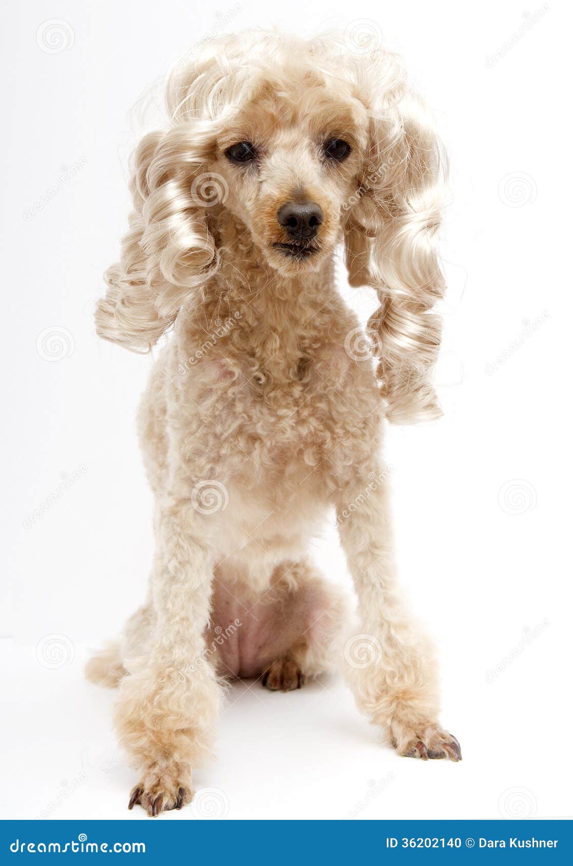 Mini Puddel Blanding Valper Raseprofil: Pomapoo (bilder, Lynne Og