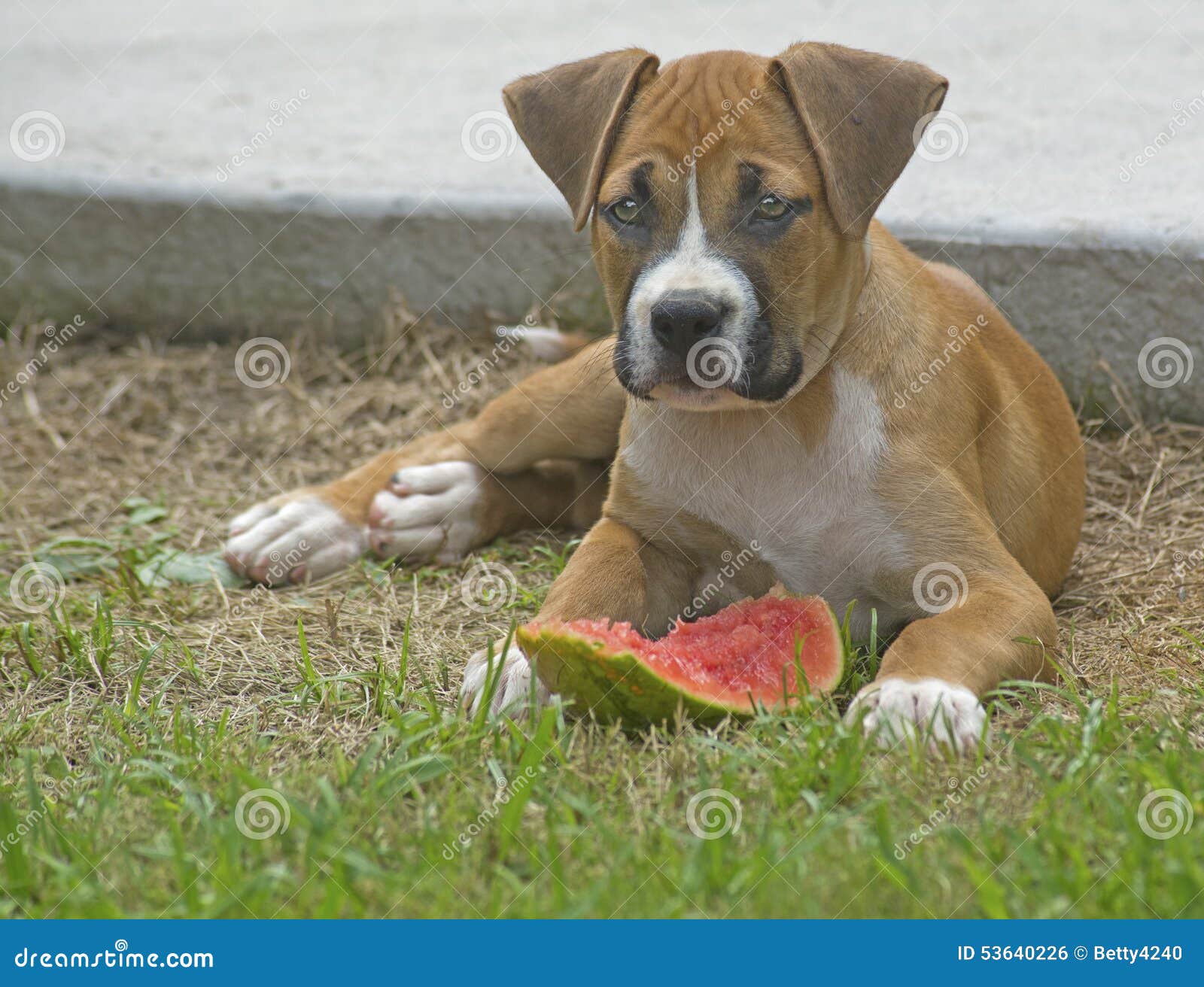 Kleiner Boxer-Welpe, Der in Das Gras Legt Stockfoto - Bild von ...