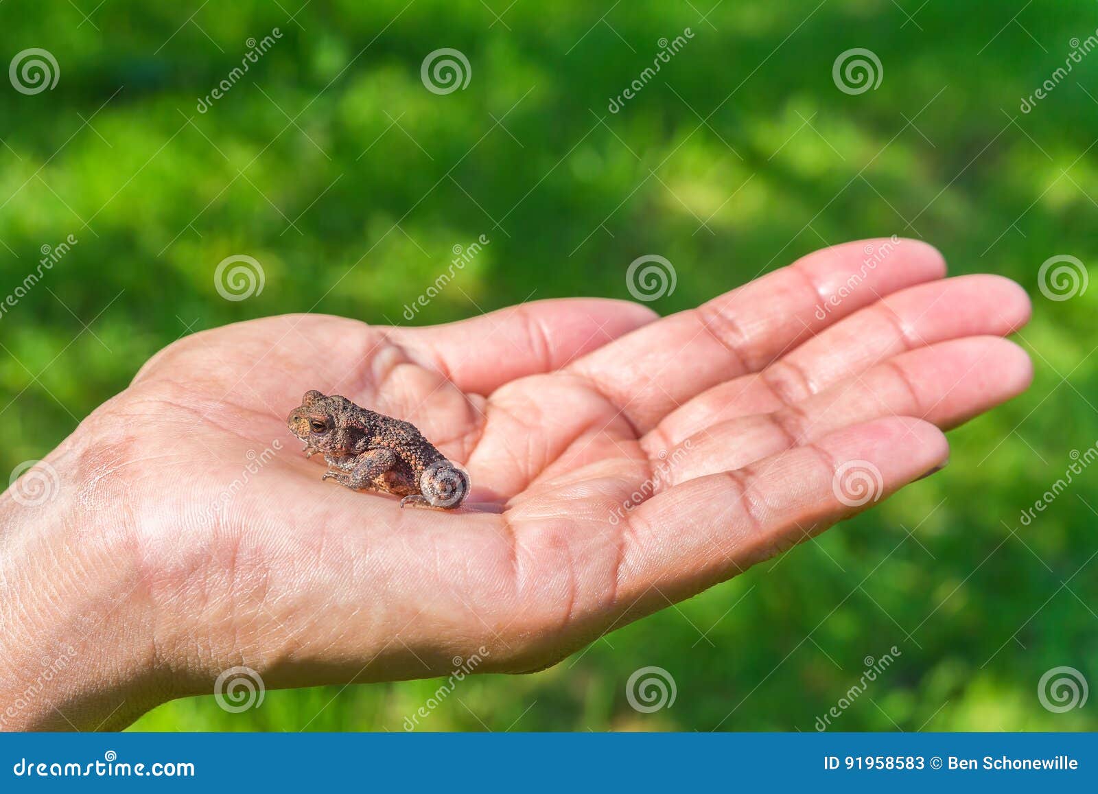 Kleiner Brauner Frosch an Hand Stockbild - Bild von sommer, jahreszeit ...