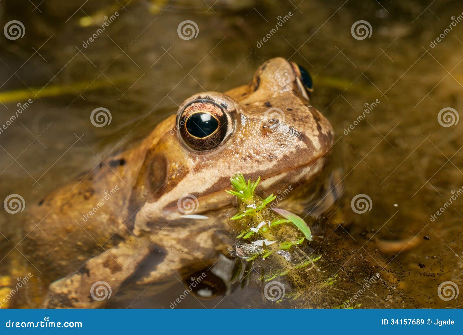Kleiner Brauner Frosch Im Wasser Stockbild - Bild von horizontal, tier ...