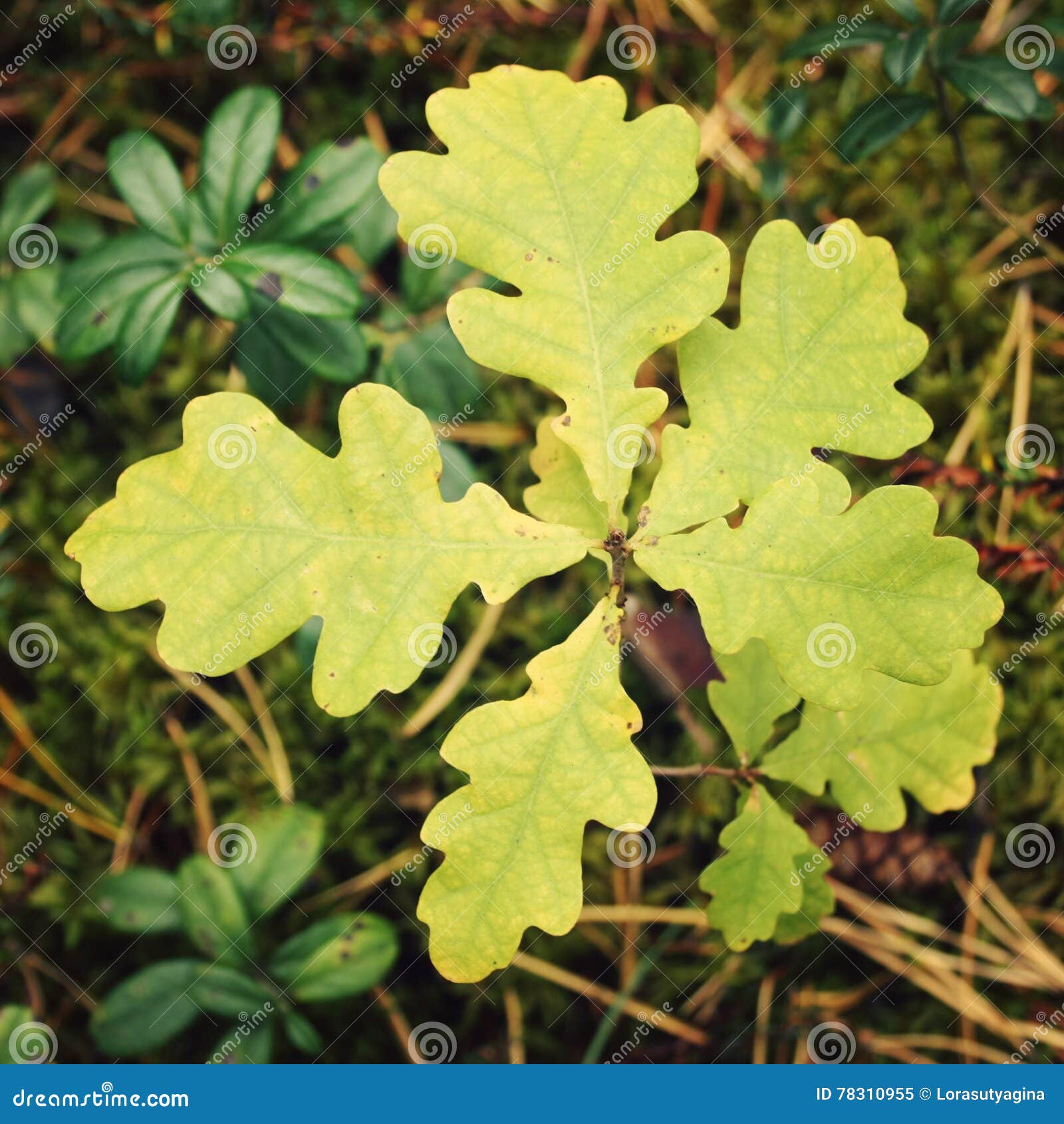 Kleiner Eichenbaum Ansicht Von Der Oberseite Abschluss Oben Stockbild ...
