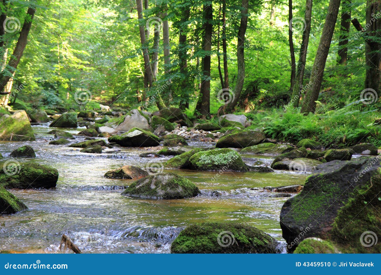 Kleiner Fluss Im Grünen Wald Stockfoto - Bild von gelb, reise: 43459510