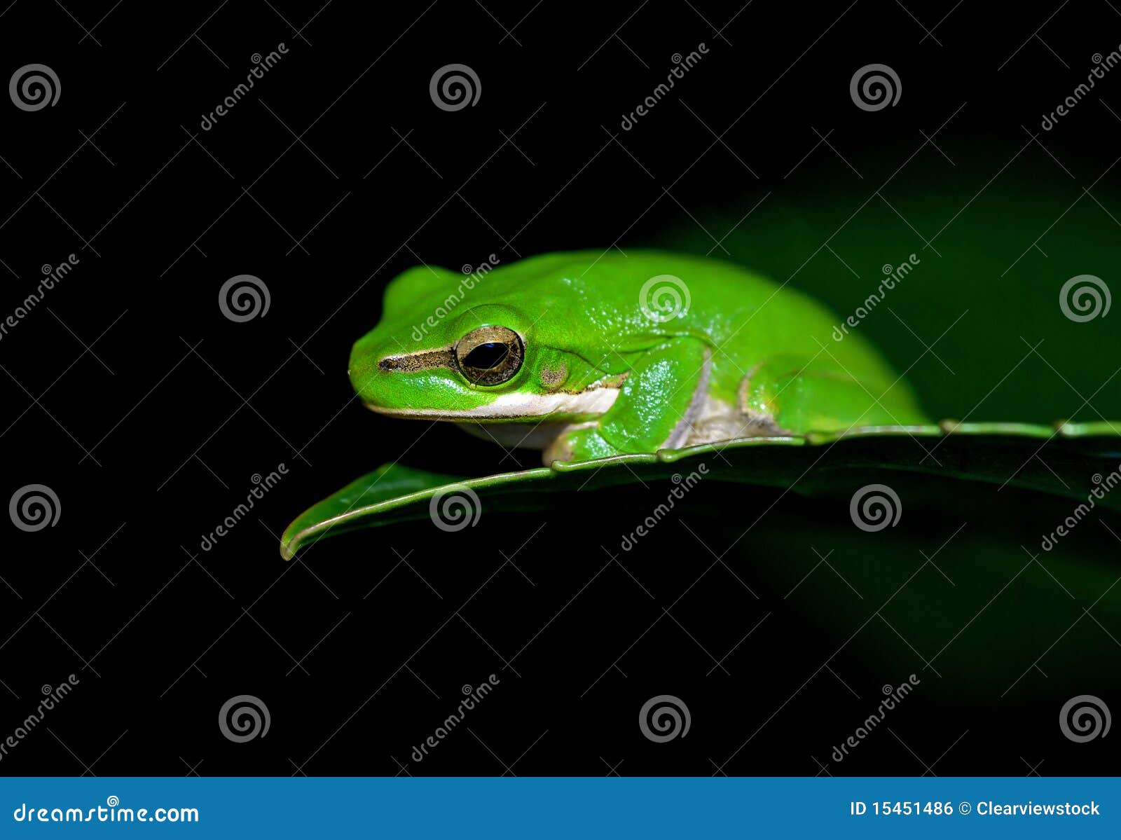Kleiner Frosch stockfoto. Bild von foto, bild, tier, baum - 15451486