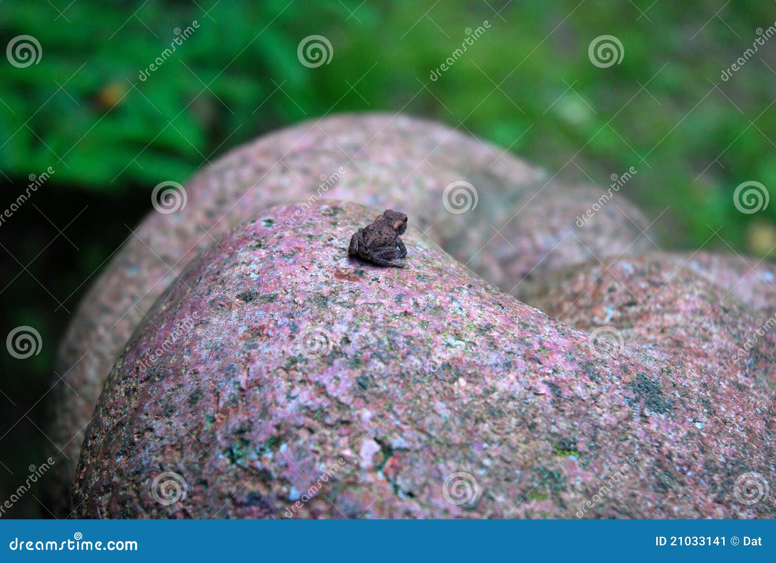 Kleiner Frosch stockbild. Bild von prinz, spähen, blatt - 21033141