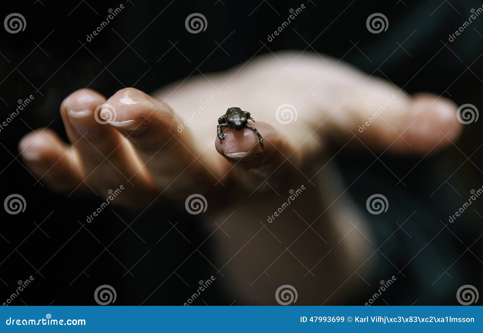 Kleiner Frosch stockbild. Bild von tier, nave, frosch - 47993699