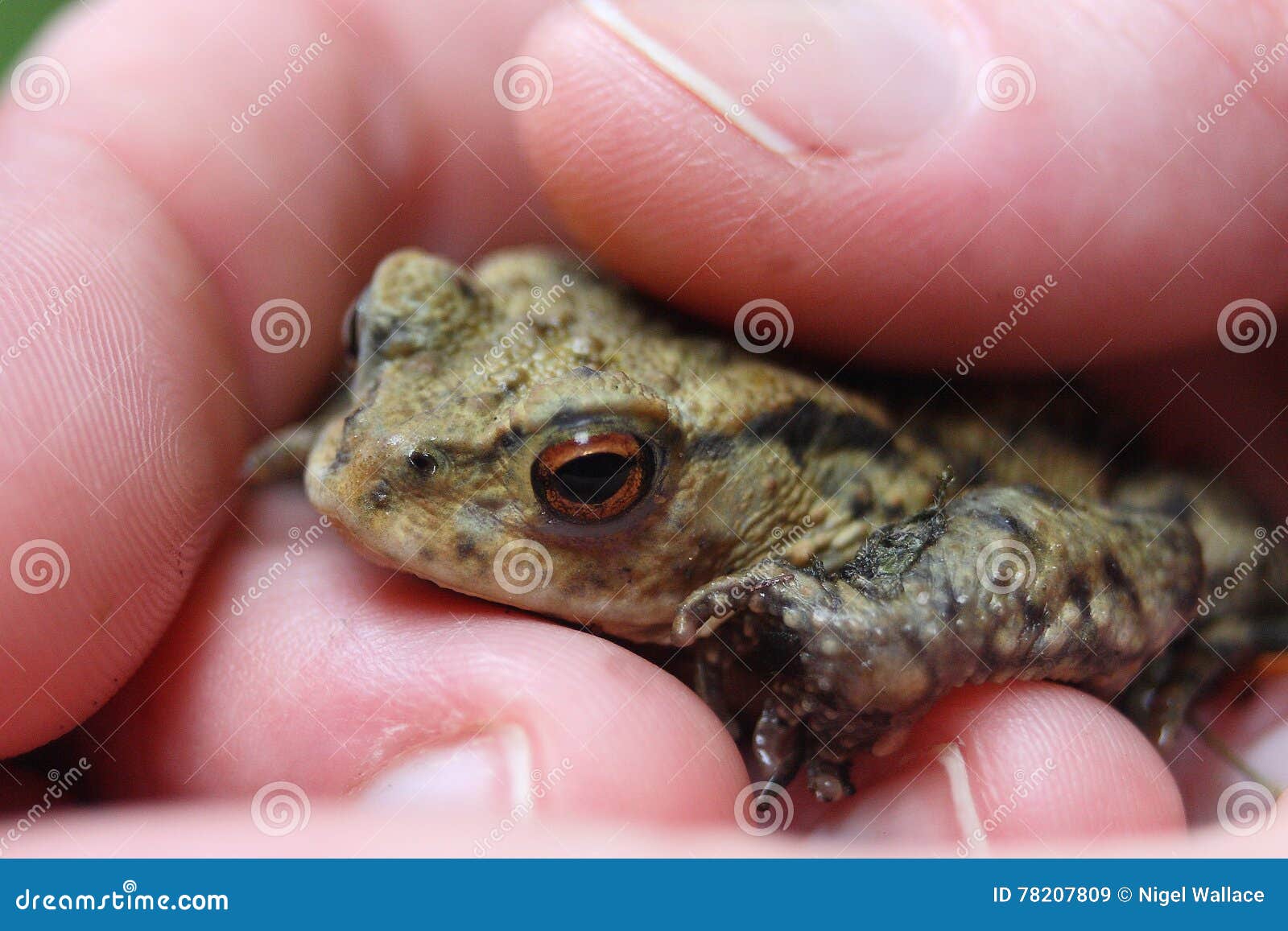 Kleiner Frosch in Der Menschlichen Hand Stockbild - Bild von teich ...