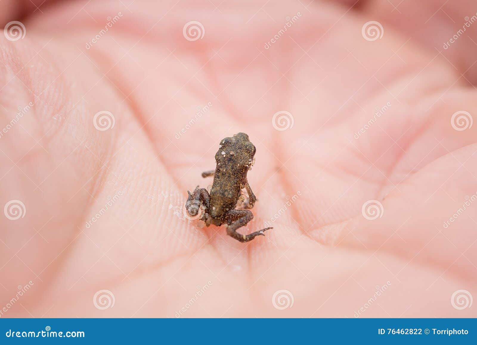 Kleiner Frosch an Hand stockfoto. Bild von berg, nahaufnahme - 76462822