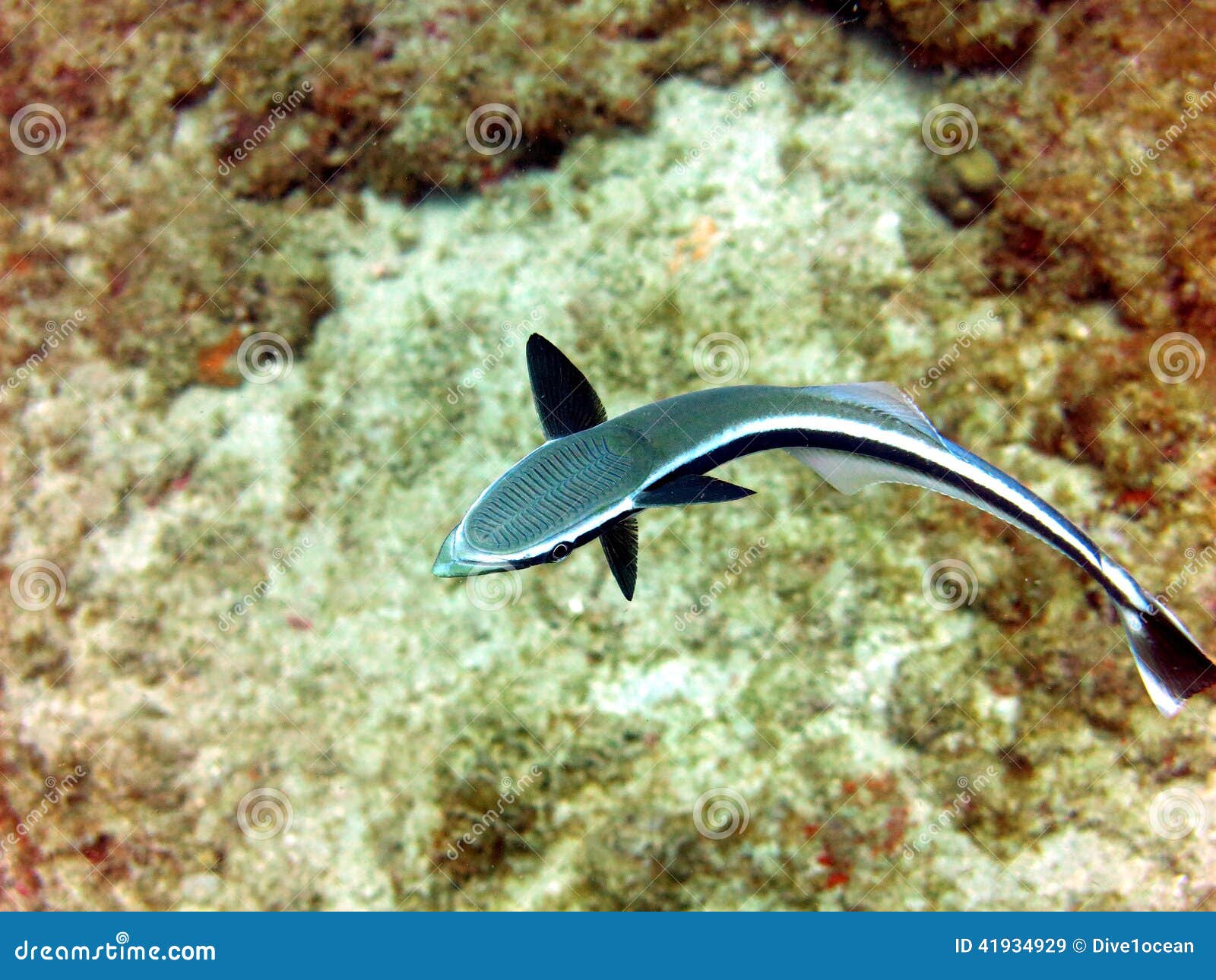 Kleiner Haifisch stockbild. Bild von tauchen, tropisch - 41934929