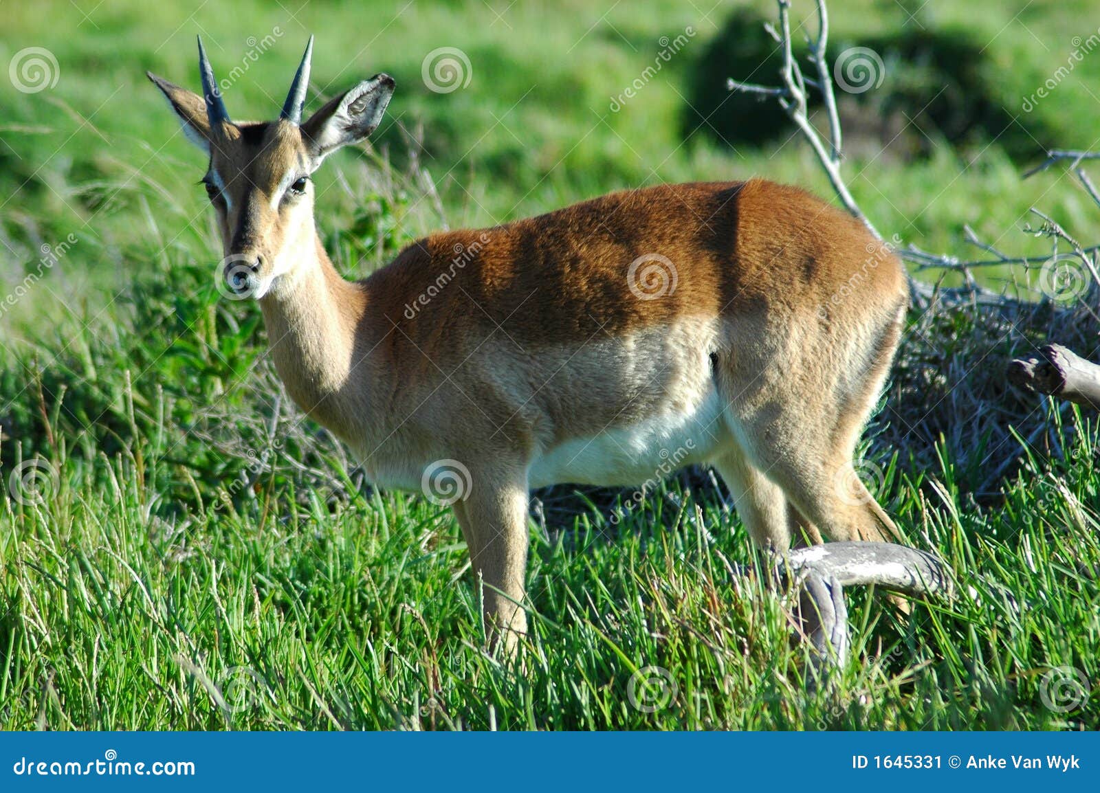 Kleiner Impala stockbild. Bild von tier, grasen, frech - 1645331
