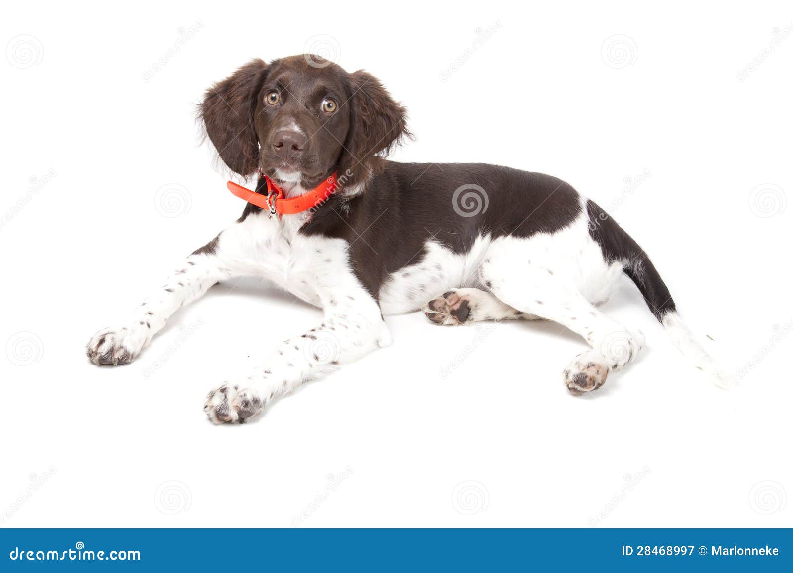 Kleiner Munsterlander Welpe Stockbild - Bild von tier, hintergrund ...