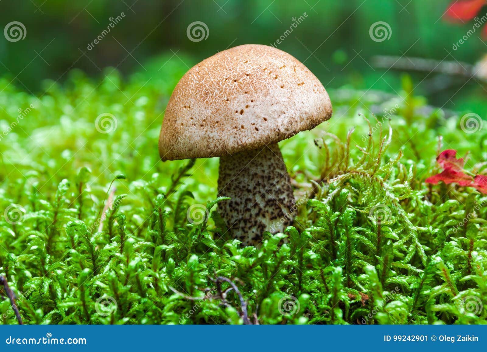 Kleiner Pilz Im Wald Unter Dem Moos Stockbild - Bild von wachsen, makro ...