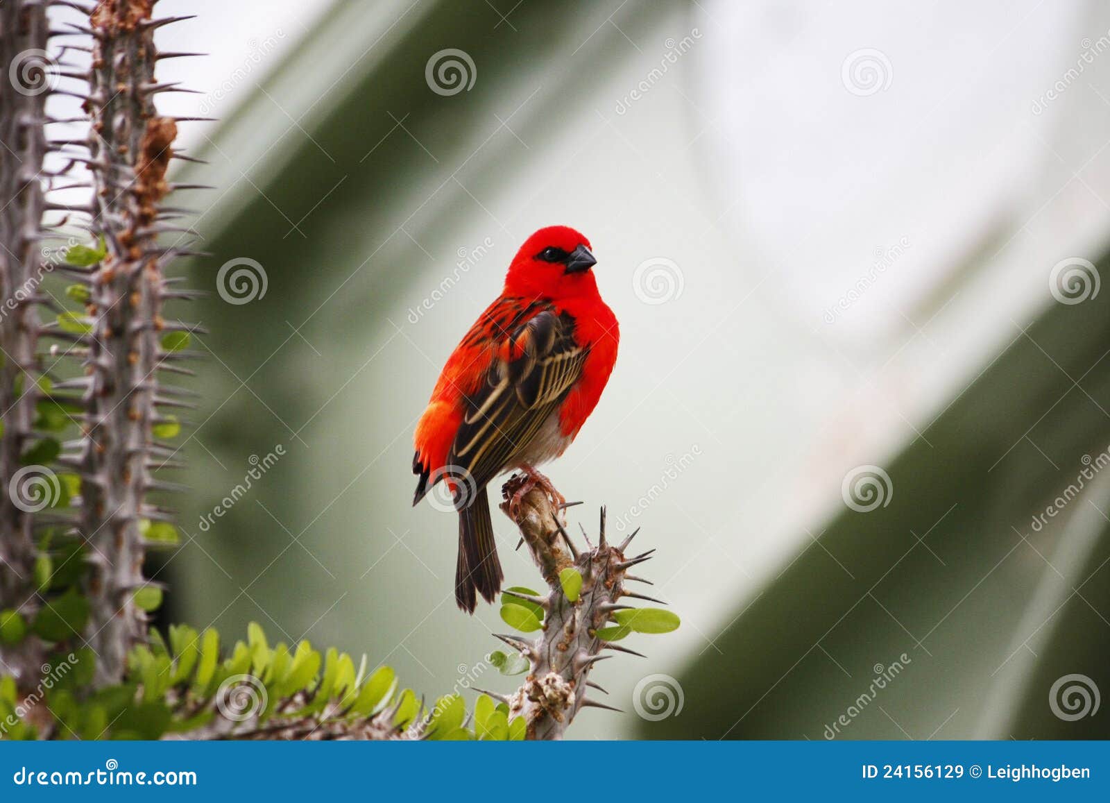 Kleiner roter Vogel stockbild. Bild von draussen, frech - 24156129