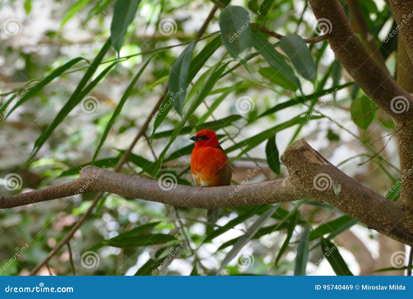 Kleiner Roter Vogel Stock Photos - Download 177 Images