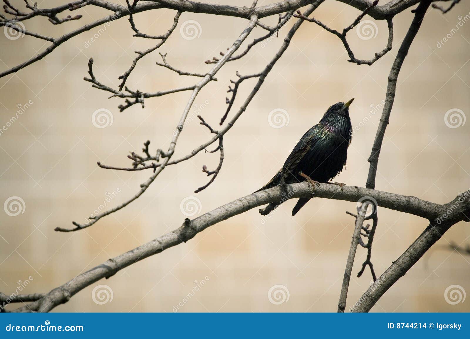 Kleiner Schwarzer Vogel Auf Einem Zweig Stockfoto - Bild von schnabel ...