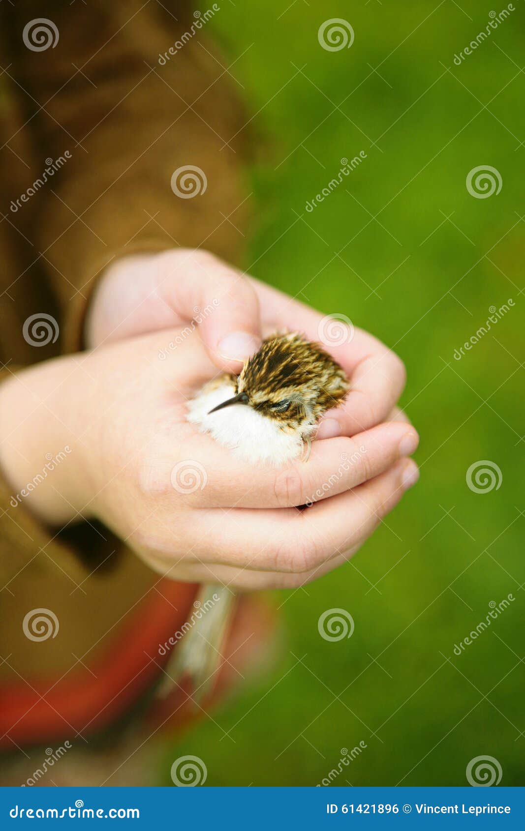 Kleiner Vogel in Der Kinderhand Stockfoto - Bild von haus, schätzchen ...