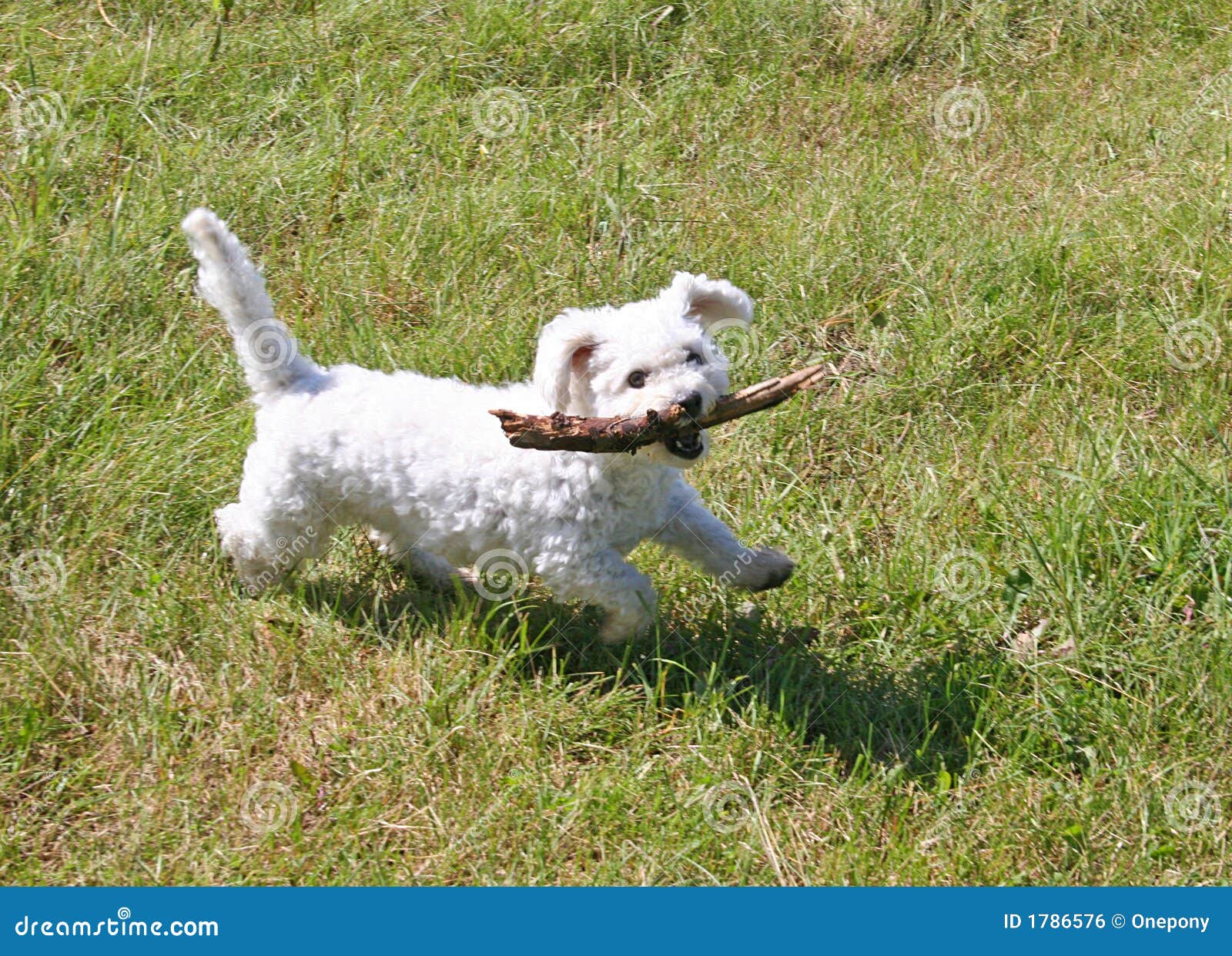 Kleiner weißer Hund stockfoto. Bild von sommer, abrufen - 1786576