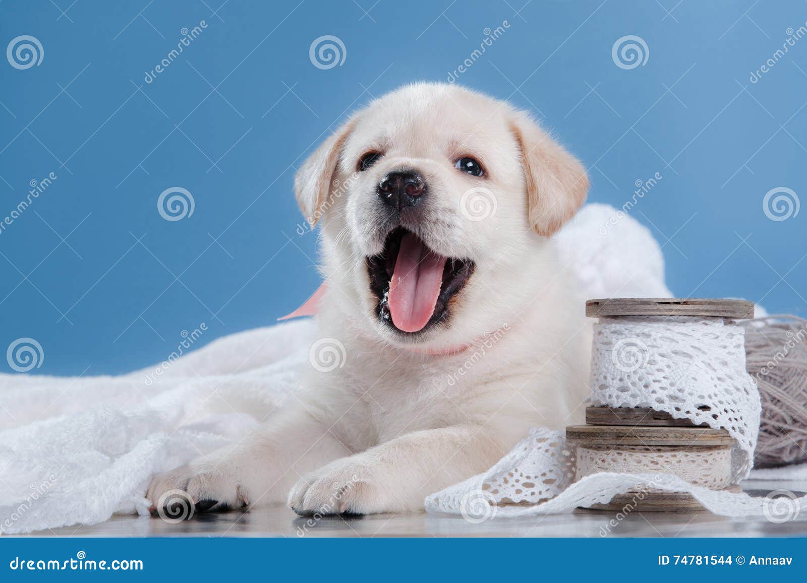 Kleiner Welpe Labrador Retriever Stockfoto - Bild von blick ...