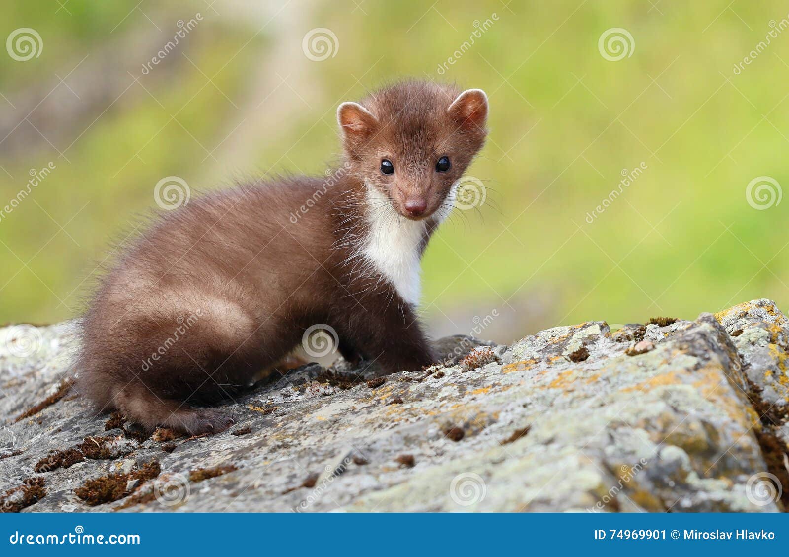 Kleiner wilder Marder stockbild. Bild von junges, entzückend - 74969901