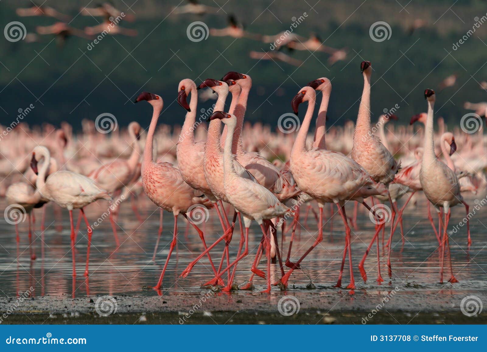 Kleinere Flamingo's stock foto. Image of vallei, roze - 3137708