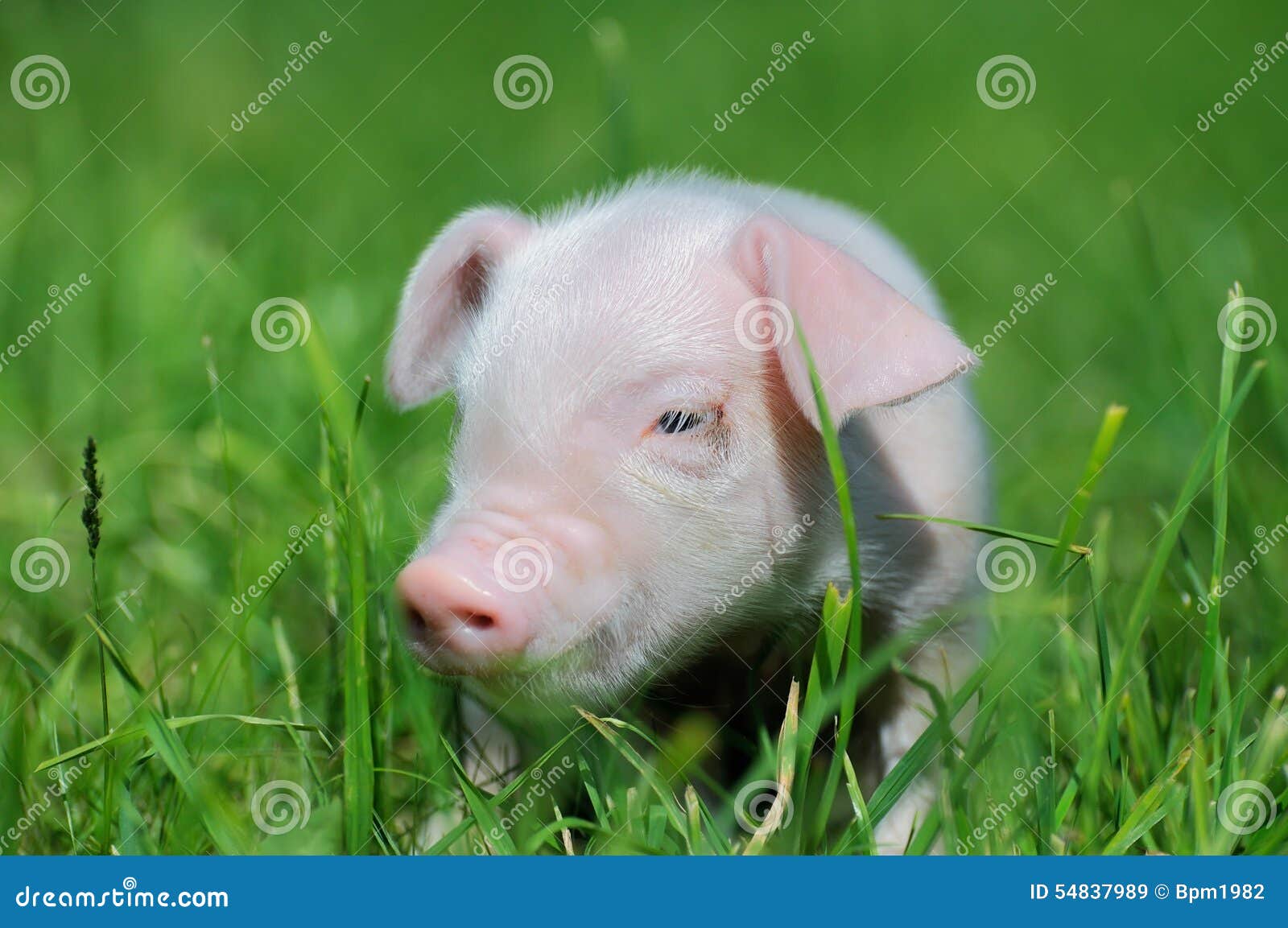Kleines Ferkel Auf Einem Gras Stockbild - Bild von wiese, schauen: 54837989