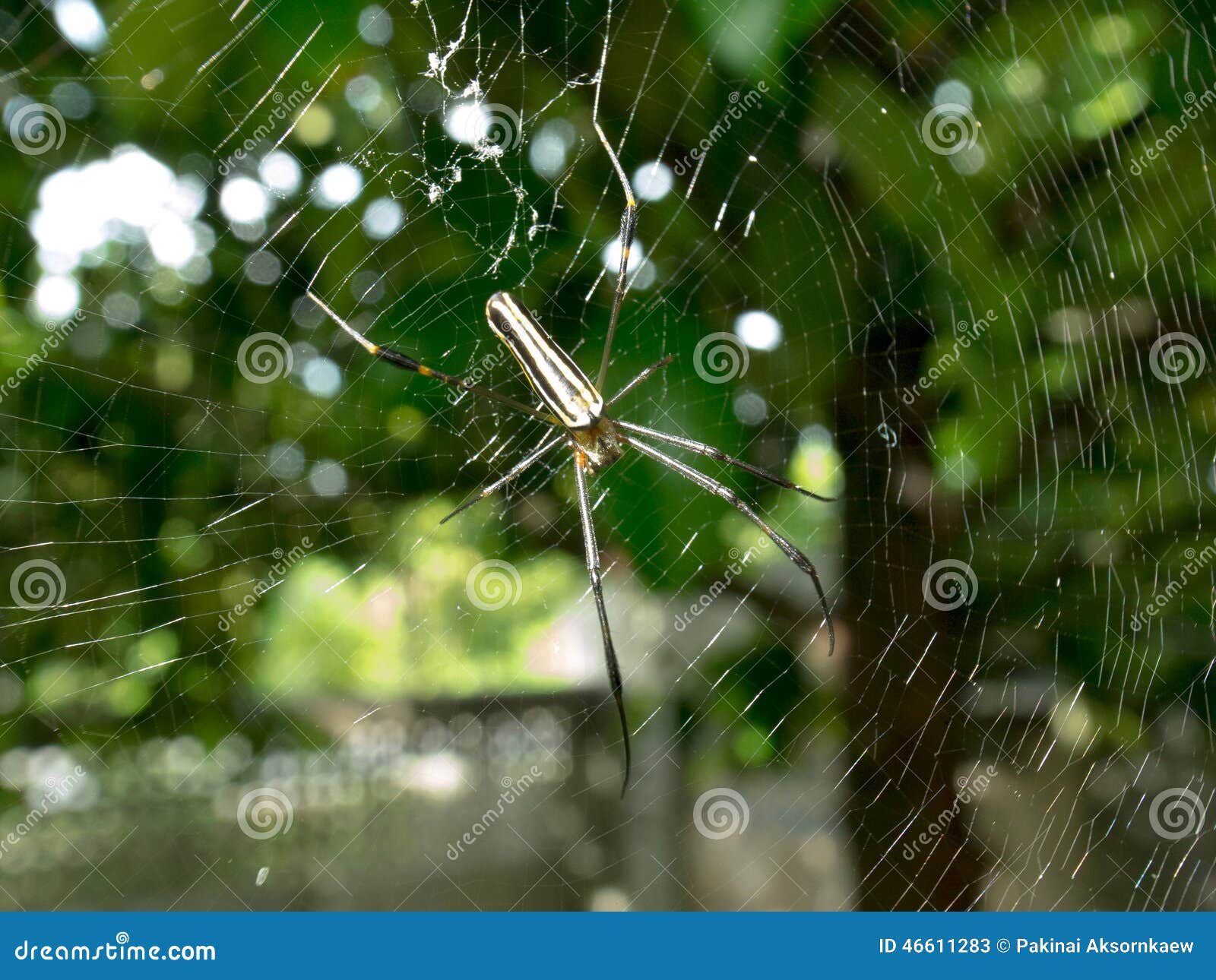 Kleines Insekt im Garten stockbild. Bild von bunt, gras - 46611283