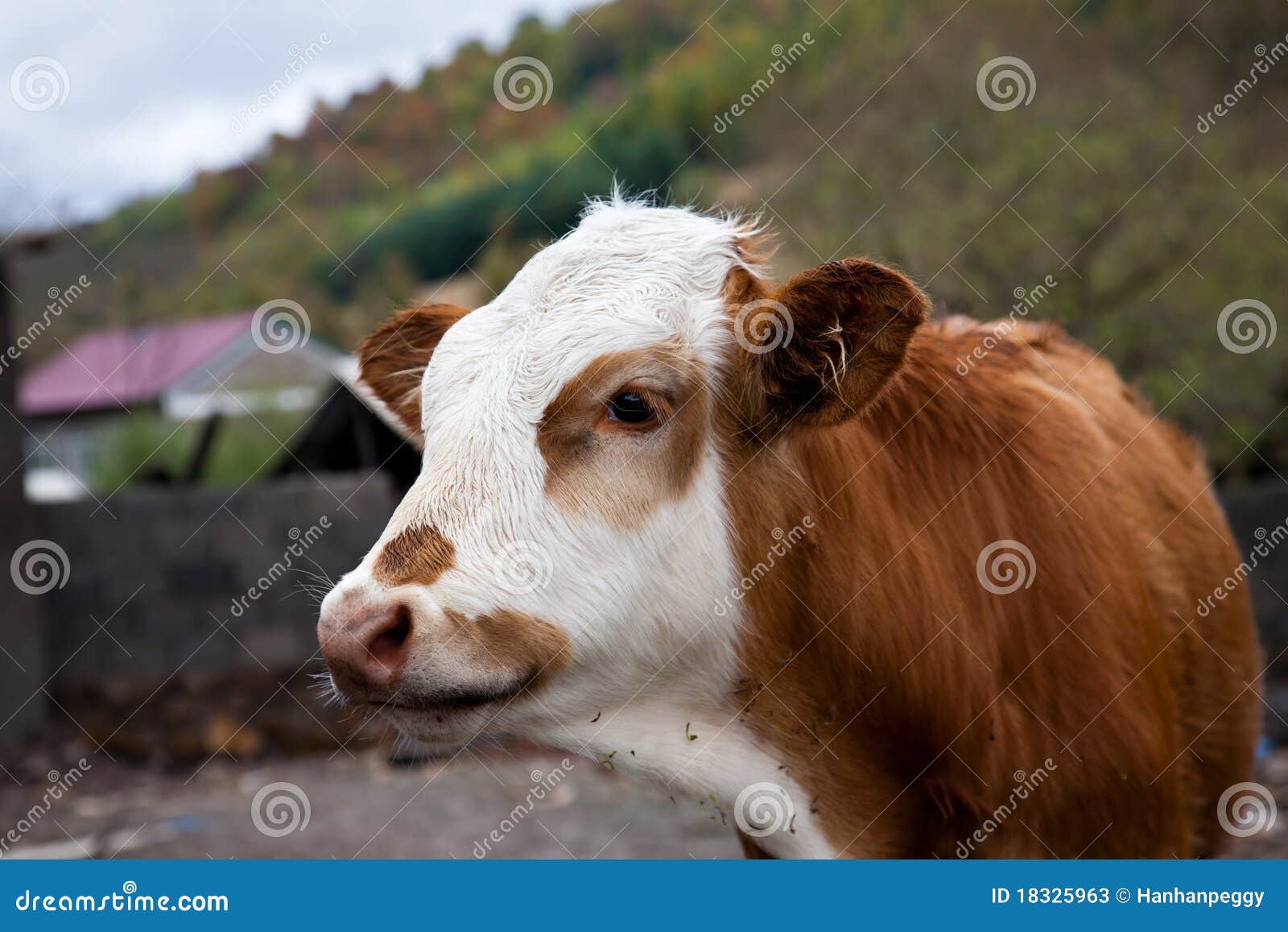 Kleines Kalb stockbild. Bild von inländisch, tiere, auge - 18325963