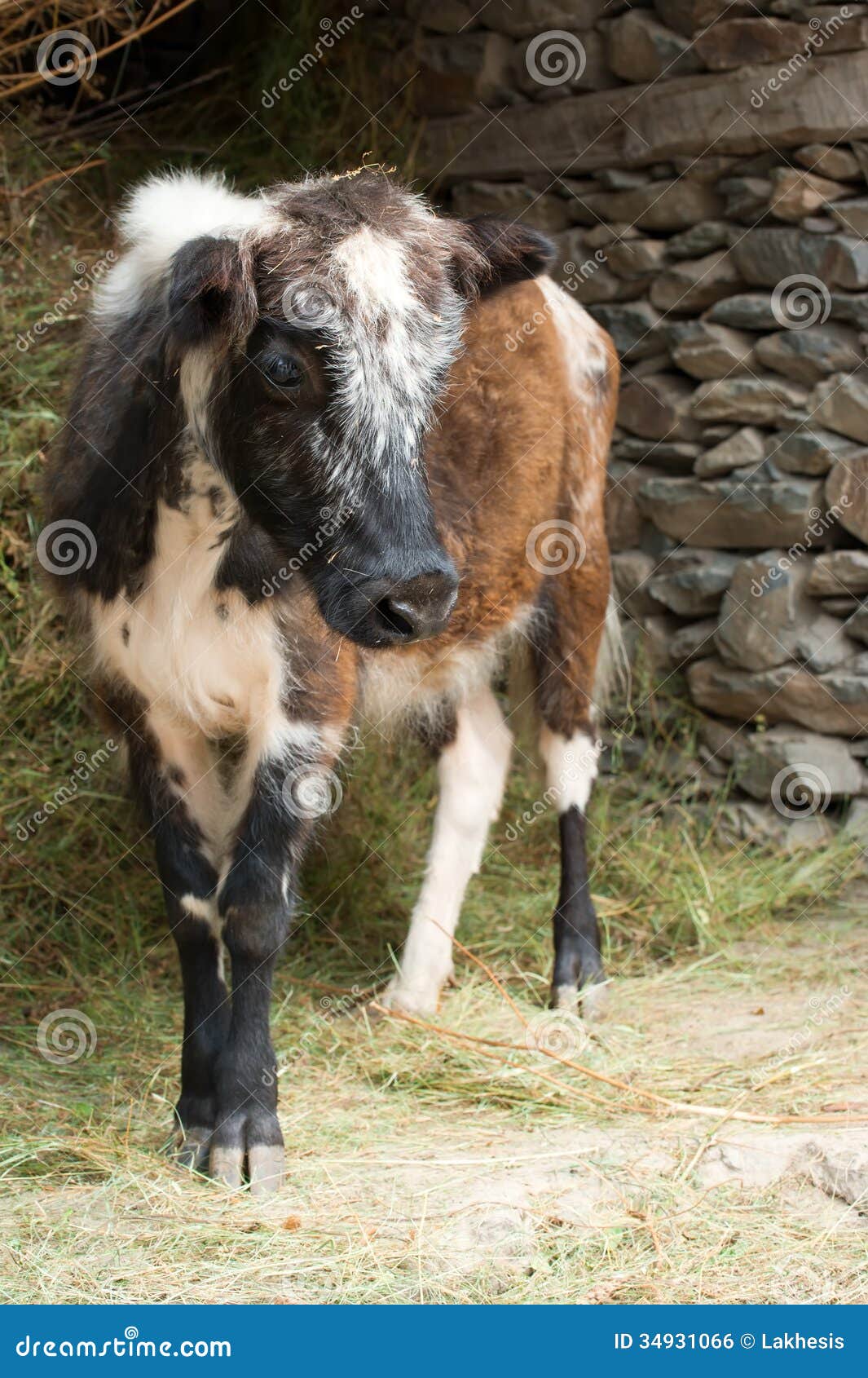 Kleines Kalb, Das Heu in Einem Stall Isst. Indien Stockfoto - Bild von ...