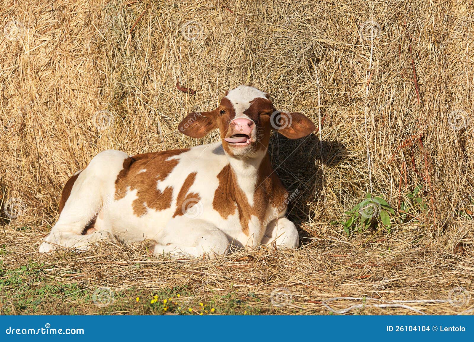 Kleines Kalb im Stall stockfoto. Bild von nahrung, vieh - 26104104