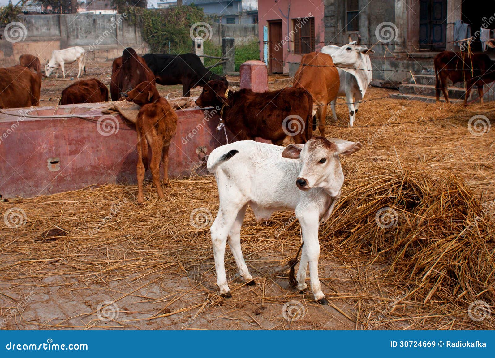 Kleines Kalb Und Andere Tiere in Einer Rustikalen Scheune Stockbild ...
