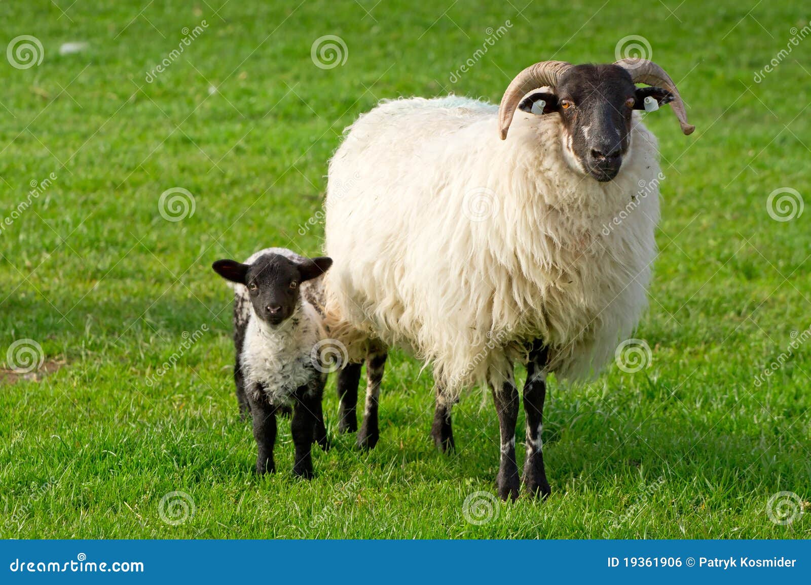 Kleines Lamm stockfoto. Bild von frech, nave, freundlich - 19361906