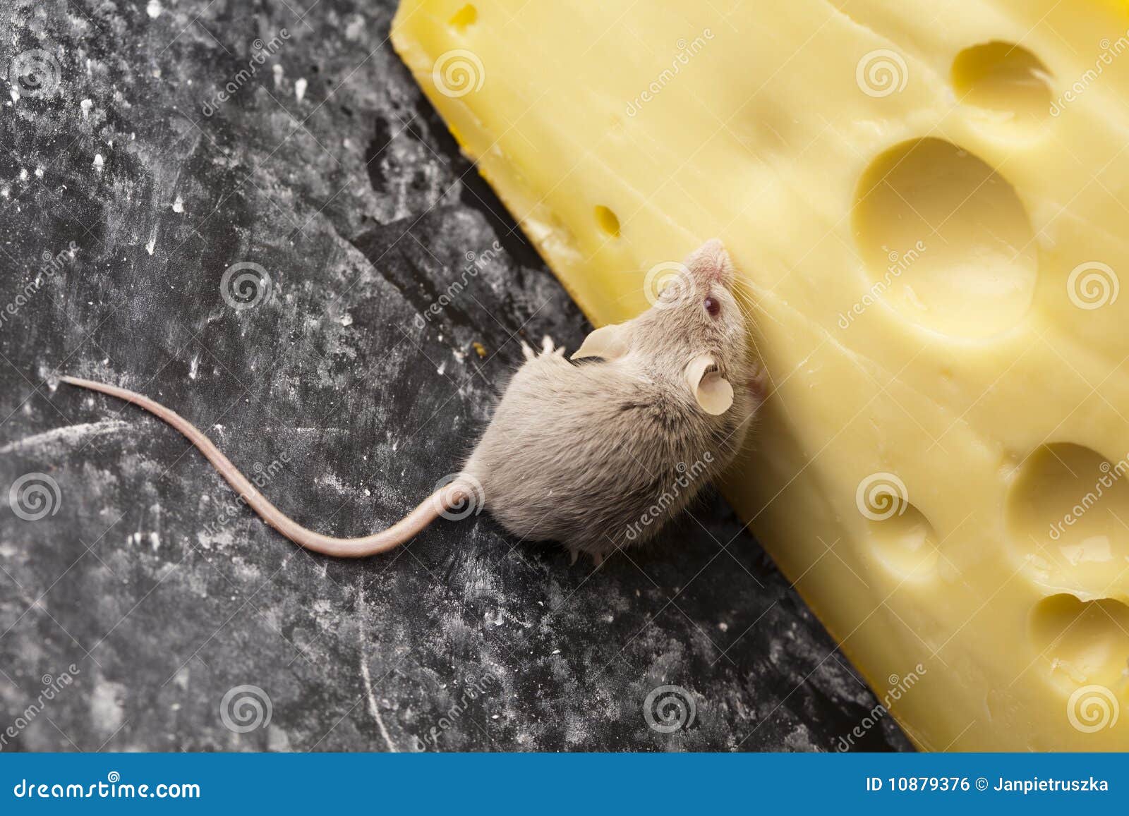 Kleines Tier - Maus stockfoto. Bild von molkerei, lockvogel - 10879376