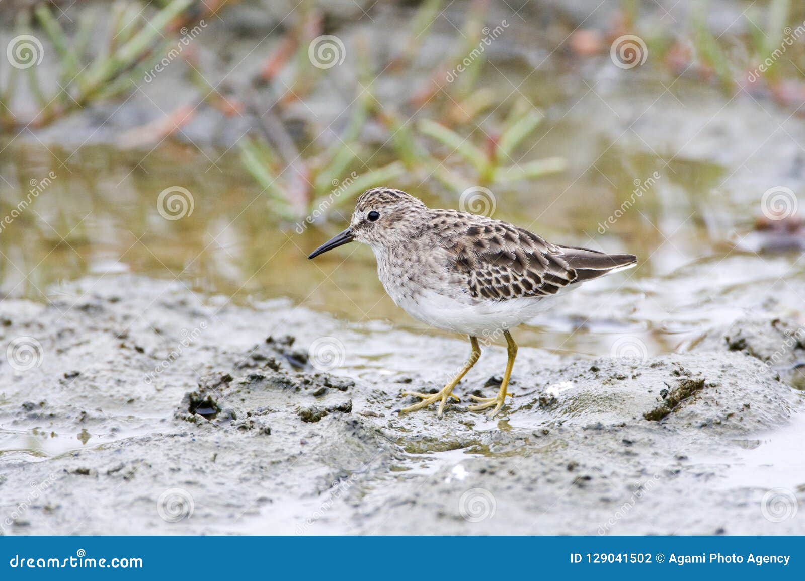 Kleinste Strandloper, Least Sandpiper, Calidris Minutilla Stock Photo ...