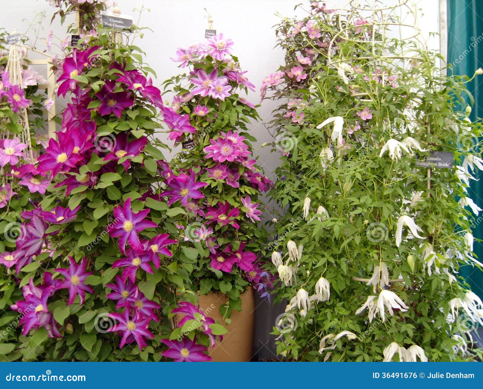 Klematis arkivfoto. Bild av clematis, krukar, färgglatt - 36491676