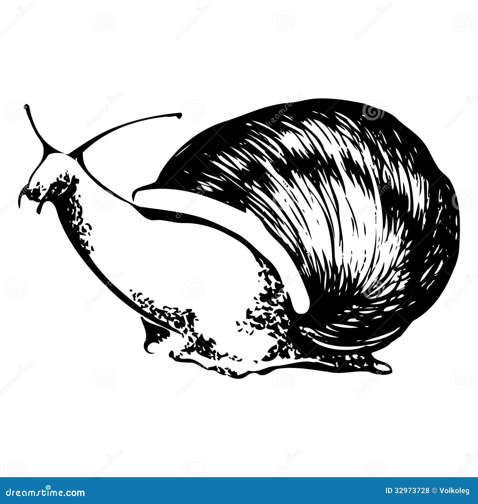 Kleurende Slak Zwart-witte Vectorillustratie Vector Illustratie ...