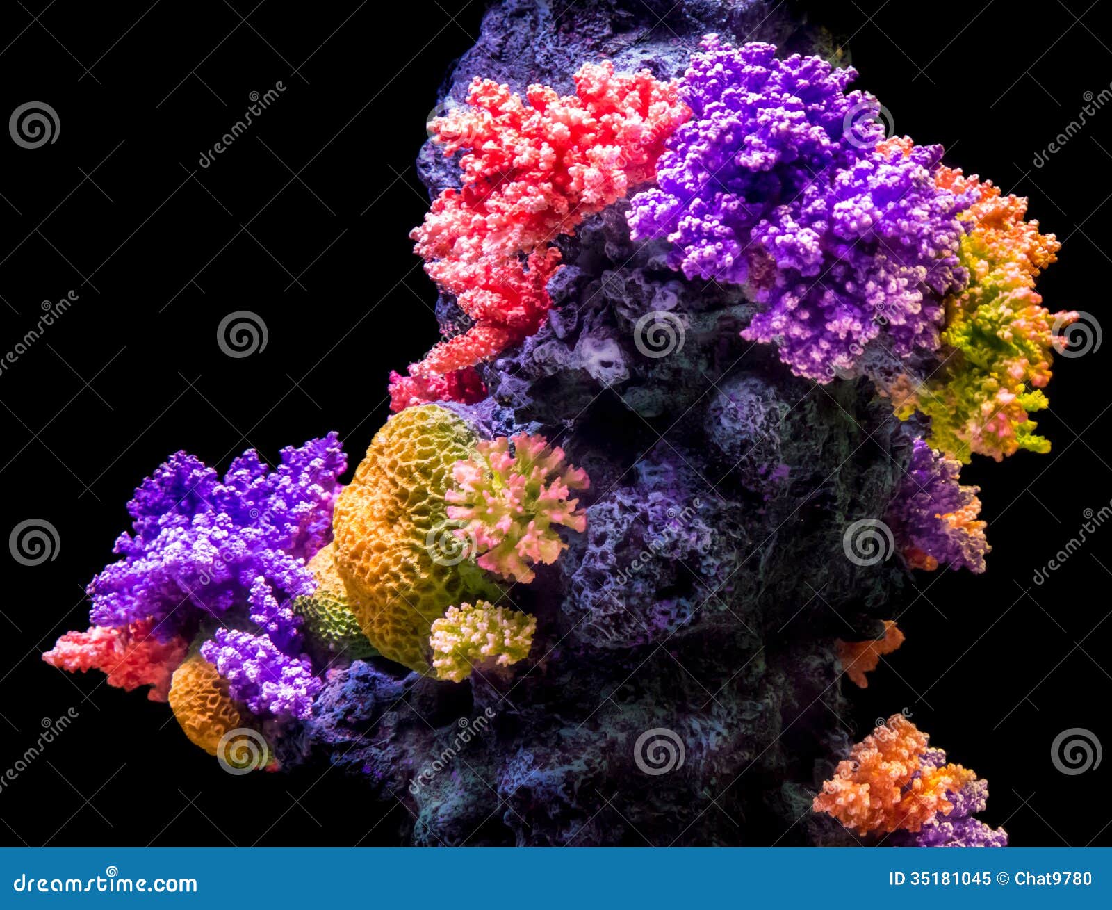 Kleurrijk koraal stock afbeelding. Image of geïsoleerd - 35181045