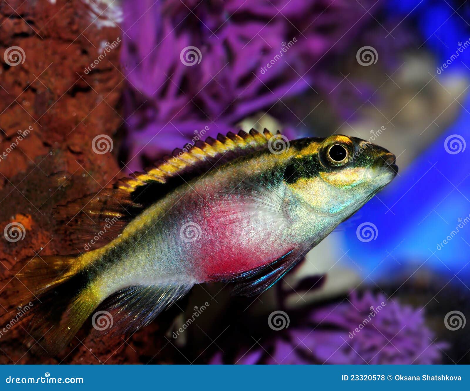 Kleurrijke aquariumvissen stock foto. Image of levendig - 23320578