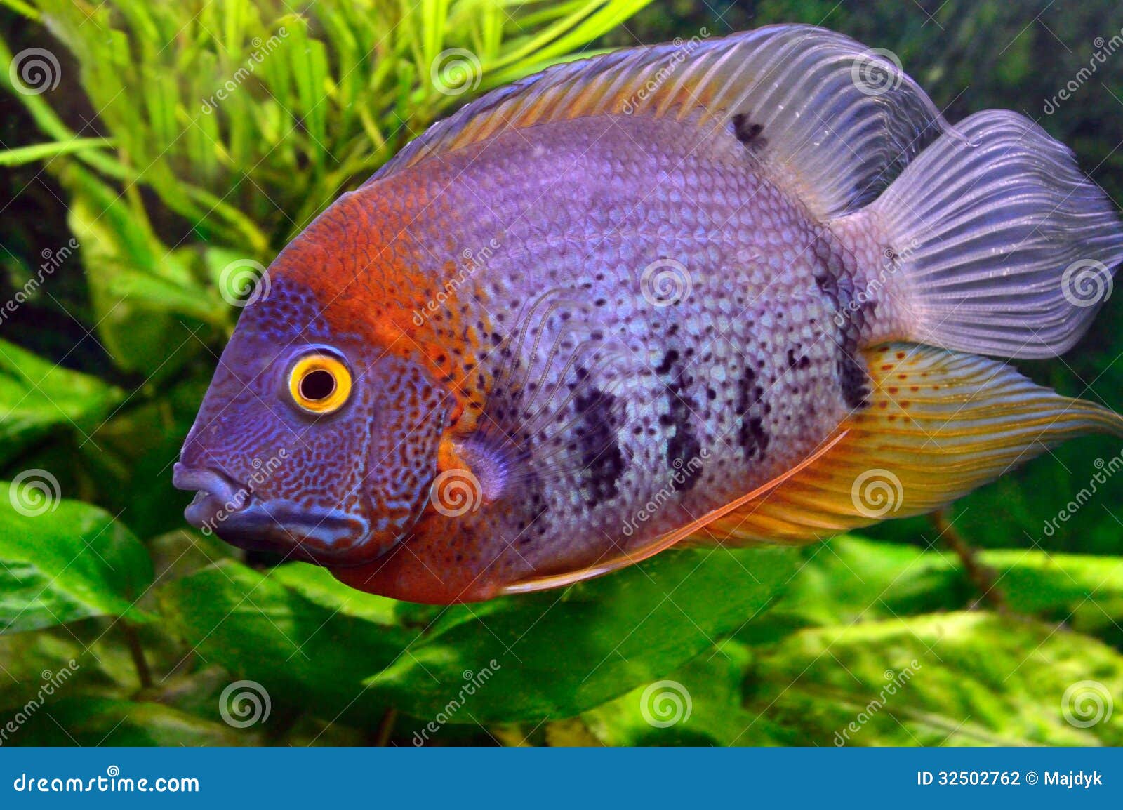 Kleurrijke aquariumvissen stock foto. Image of schoonheid - 32502762