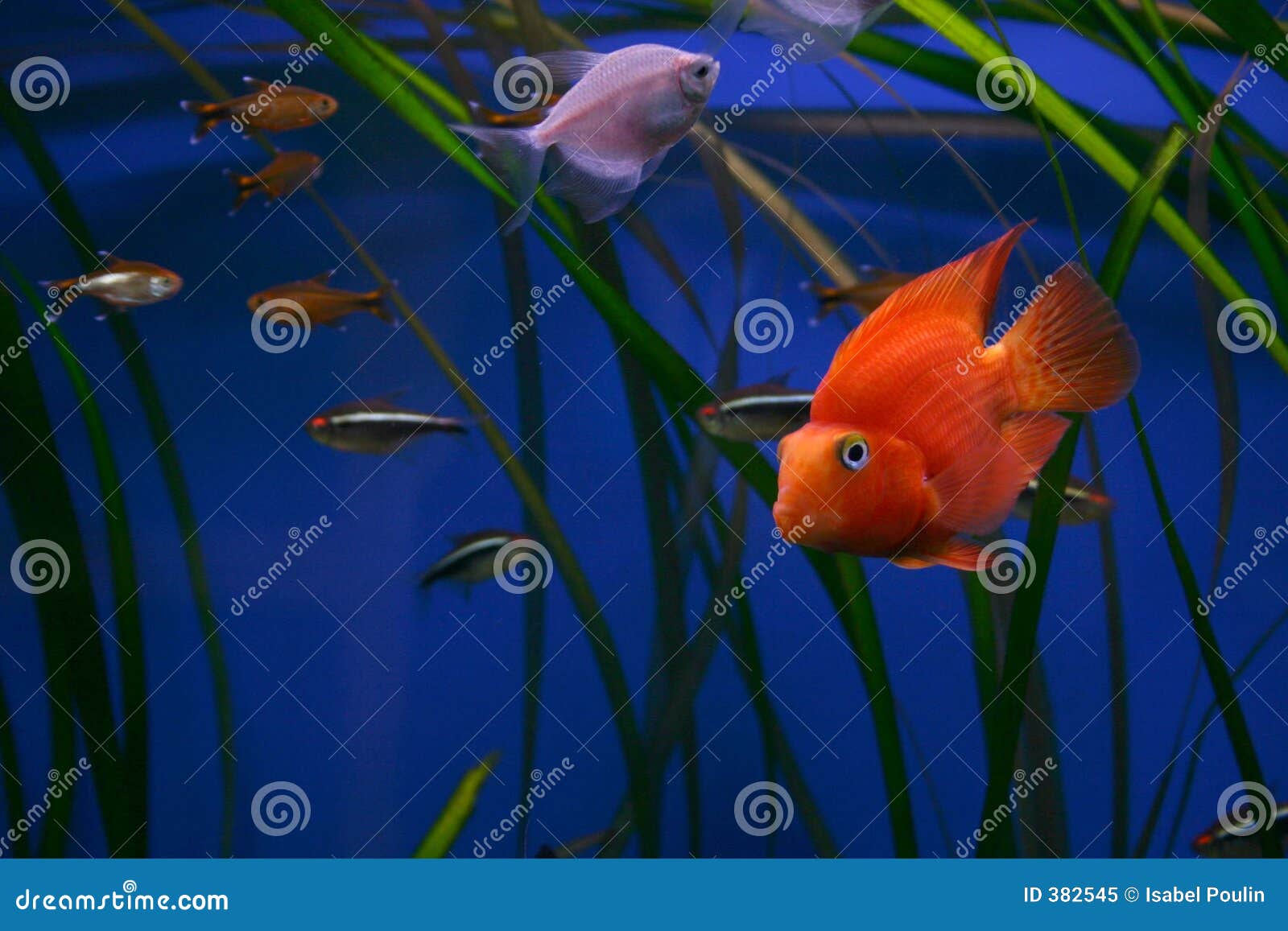 Kleurrijke aquariumvissen stock afbeelding. Image of water - 382545