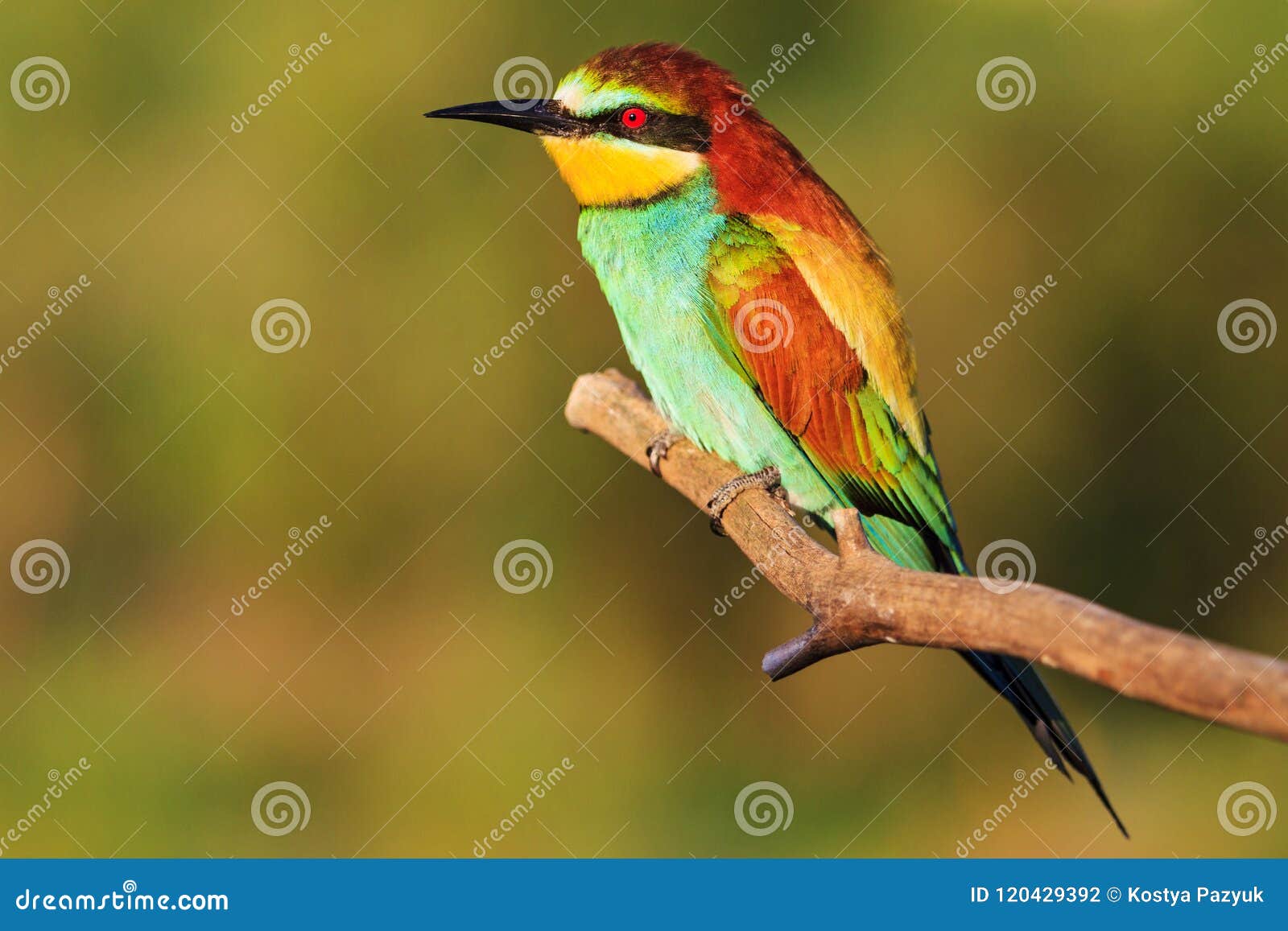 Kleurrijke Exotische Vogel Met Rode Ogen Stock Foto - Image of vogel ...