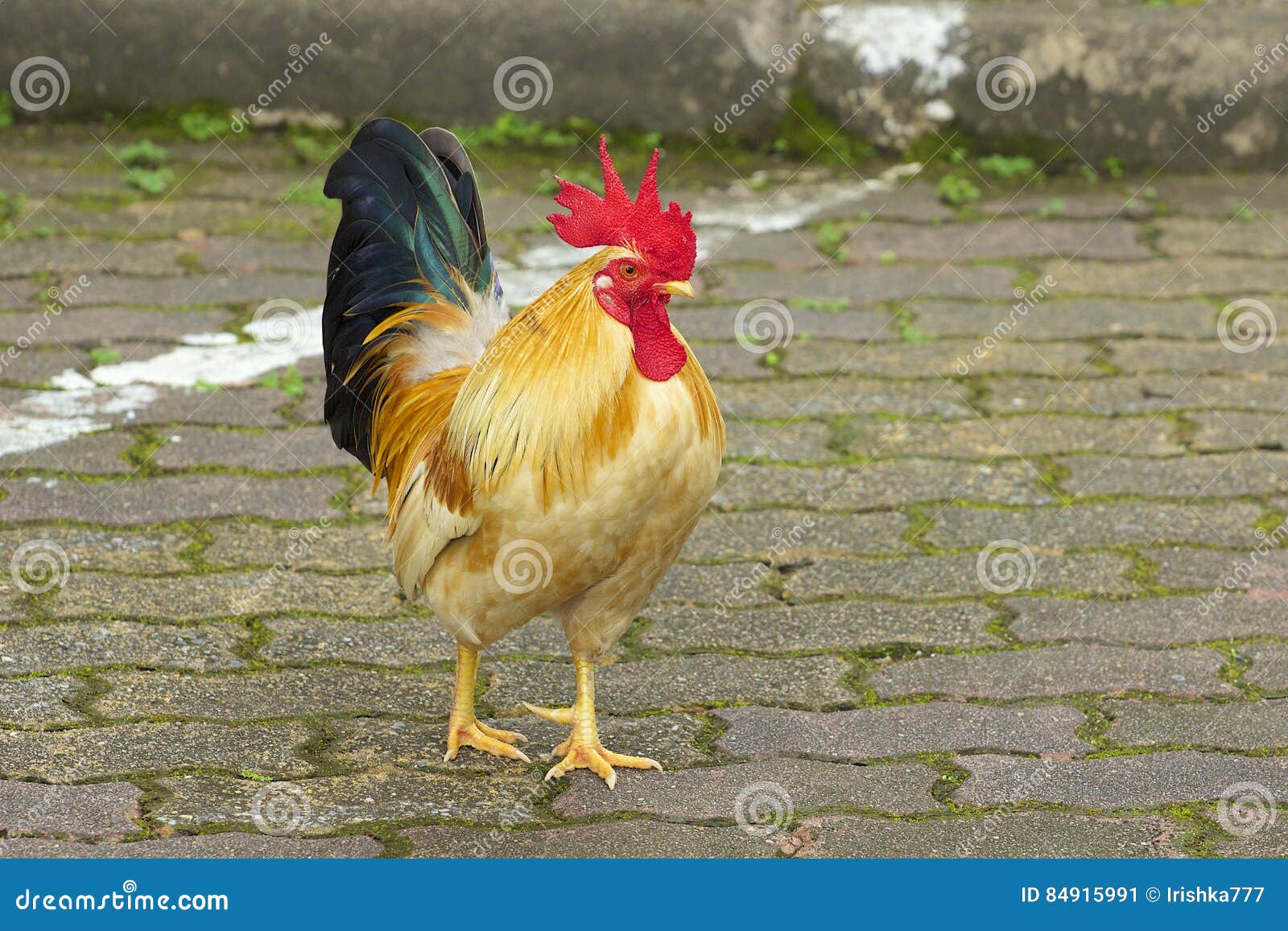 Kleurrijke Haan stock afbeelding. Image of industrieel - 84915991