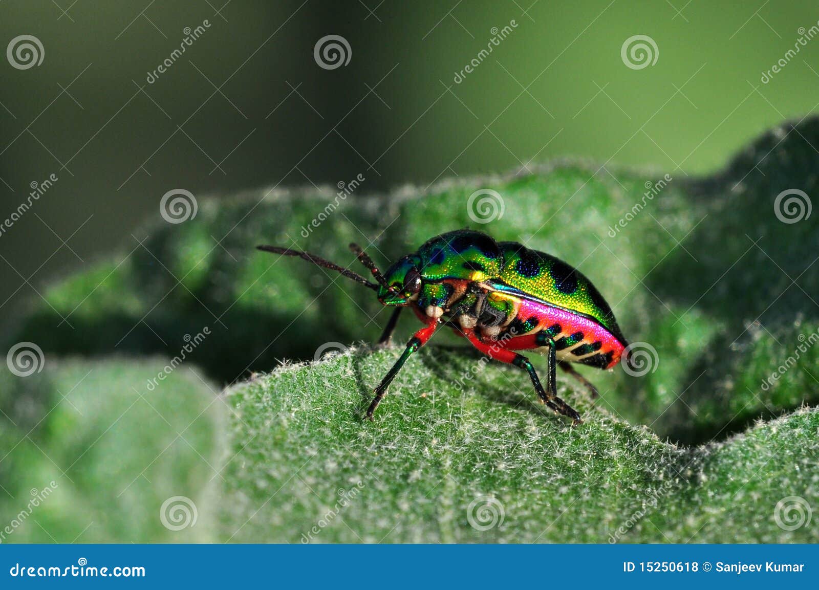 Kleurrijke kever stock foto. Image of openlucht, insect - 15250618