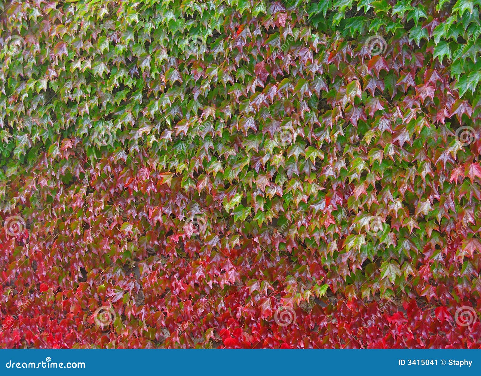 Kleurrijke Klimop-beklede Achtergrond Stock Afbeelding - Image of blad ...
