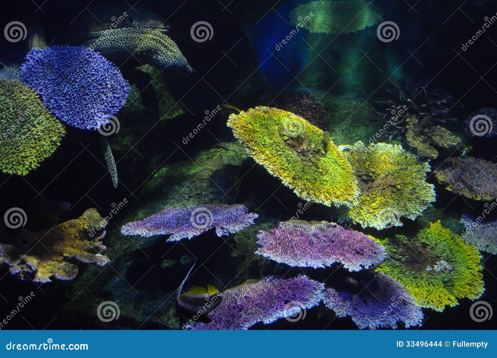 Kleurrijke Koralen Onder Het Overzees Stock Foto - Image of koraal ...